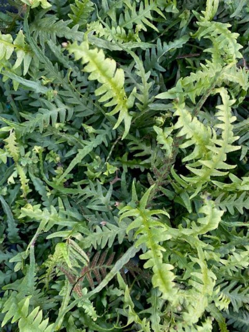 Asplenium Ebenoides | Dragon’s Tail Fern, Unique Hardy Evergreen Fern ...