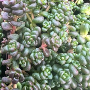 Sedum Divergens, Native Cascade Spreading Stonecrop, Old Man's Bones ...