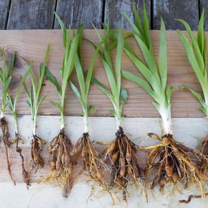 Hemerocallis 'hyperion' | Classic Yellow Daylily | Summer Re-blooming ...