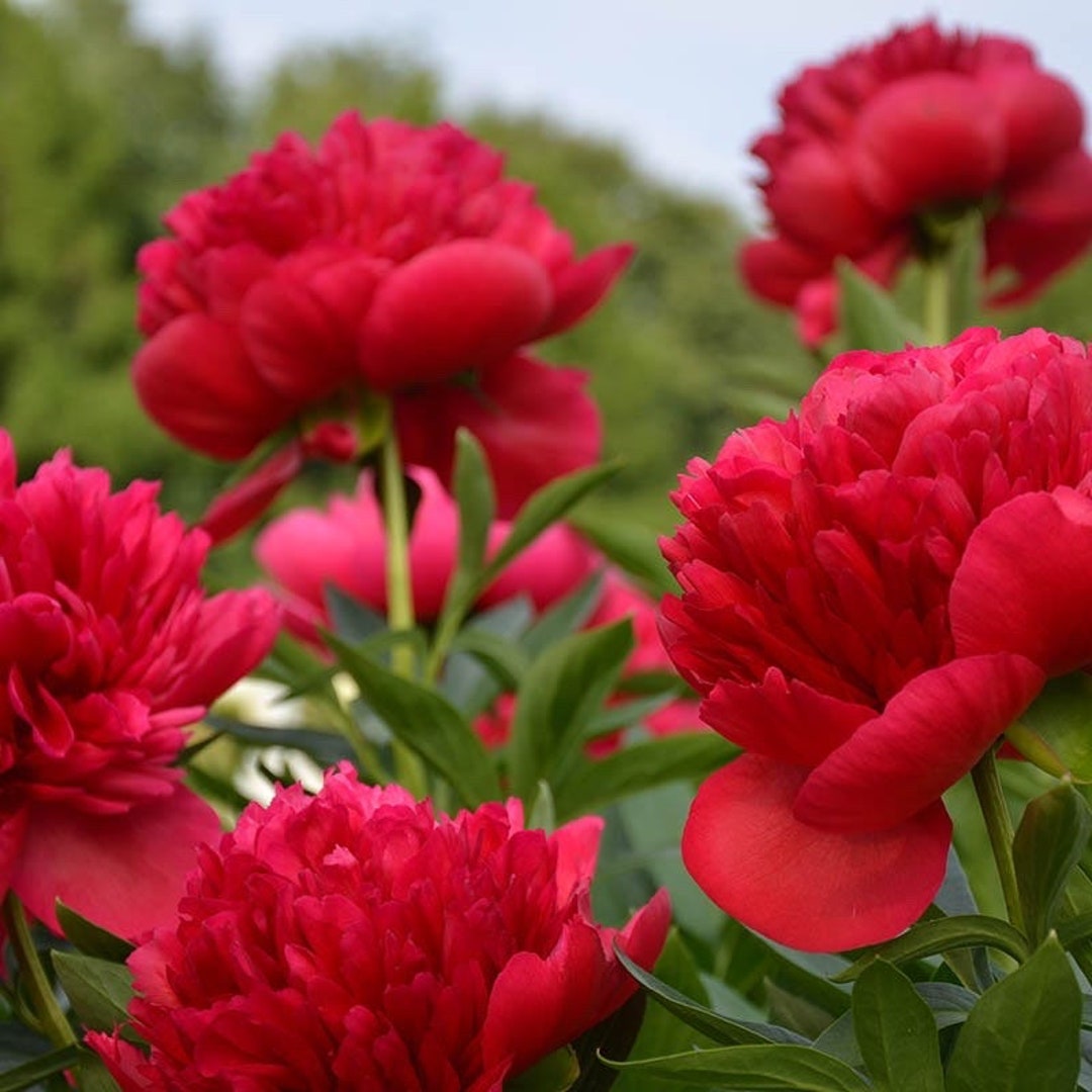 Peony 'red Magic' | Paeonia Hybrid | Cut Flower | Fragrant Spring ...