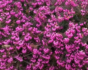Erica Cinerea 'saskia' | Winter/spring Blooming Scottish Heather ...