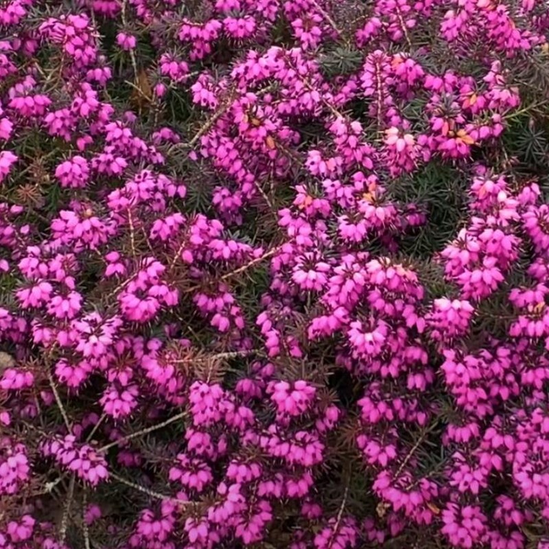 Scottish Heather - Etsy