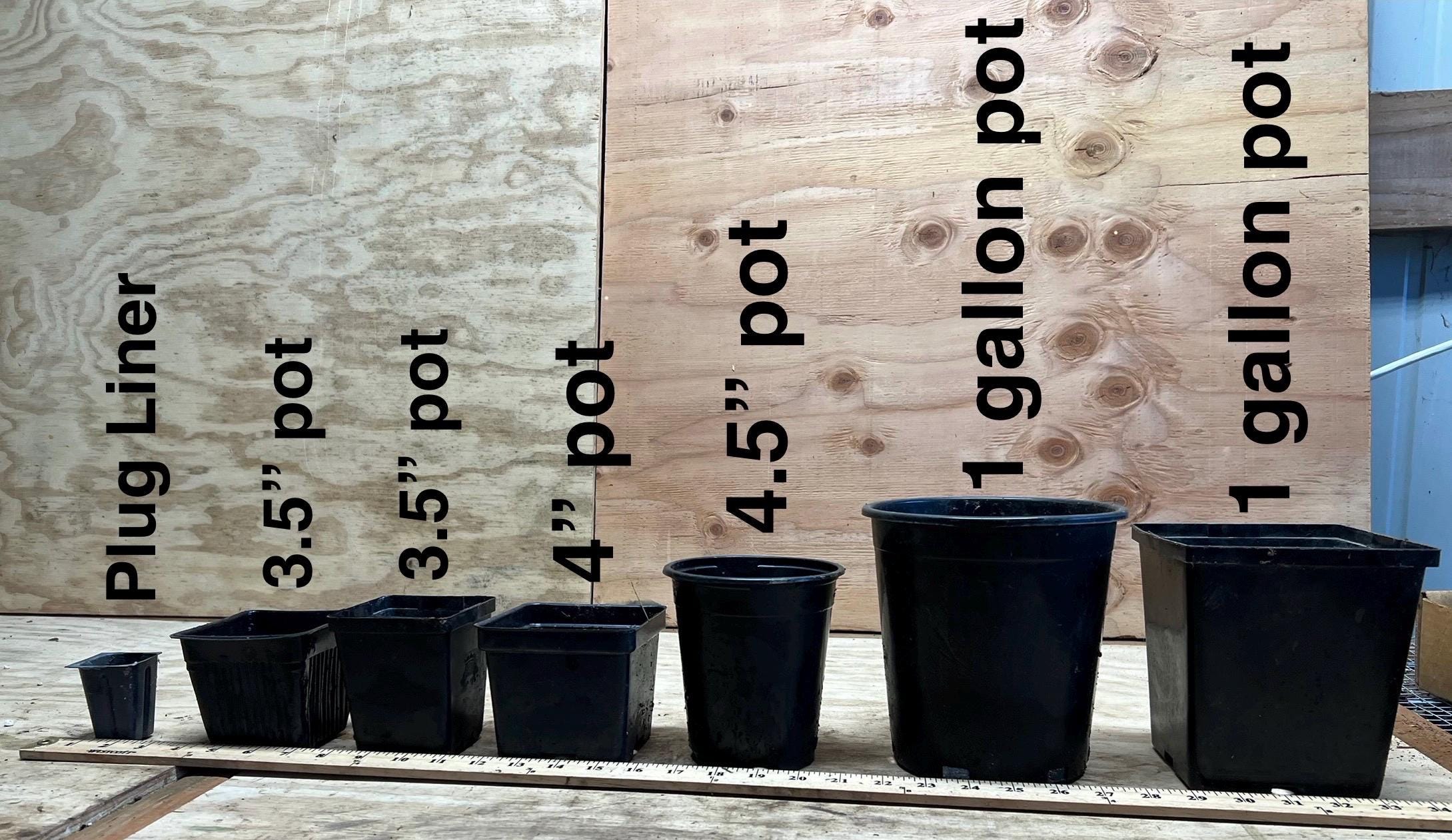 Acorus Gramineus 'minimus Aureus' | Dwarf Golden Sweet Flag Grass ...