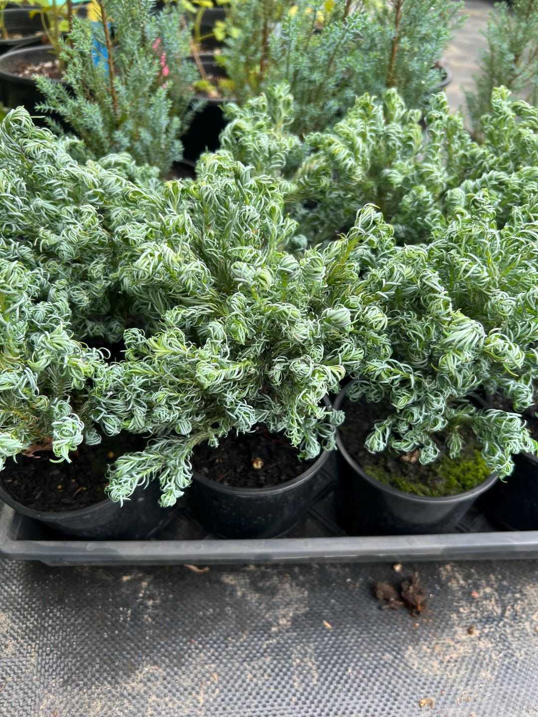 Chamaecyparis 'curly Tops' | Blue Cypress | Dwarf Evergreen Shrub ...