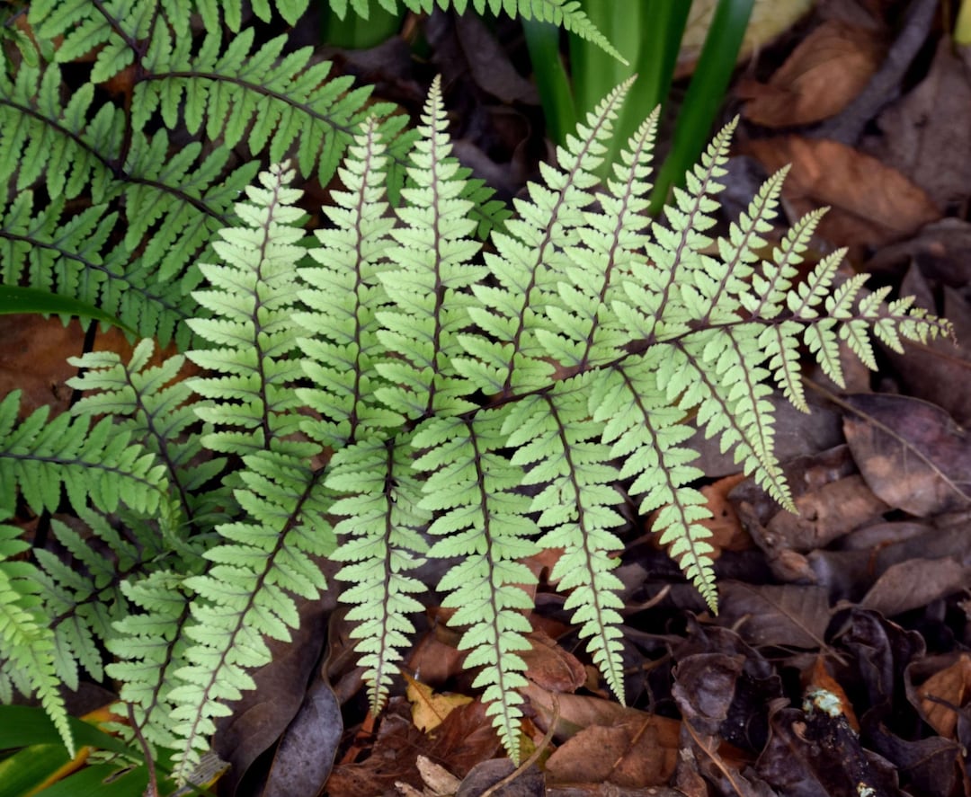 Athyrium Otophorum 'okanum' | Eared Lady Fern, Hardy Perennial Fern - Etsy