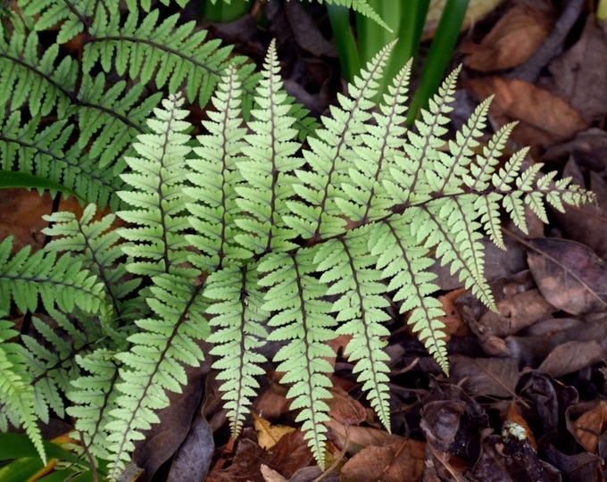 Athyrium Otophorum 'okanum' | Eared Lady Fern | Deciduous Perennial ...