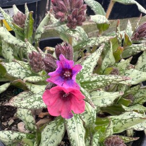 Pulmonaria 'silver Bouquet' | Silver-leaved Lungwort | Shade-loving ...