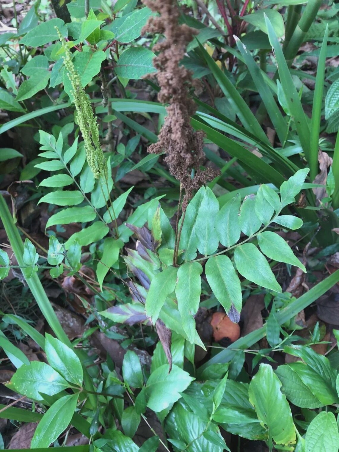 Anemia Mexicana | Mexican Fern, Evergreen - 3.5” Potted Plant - Etsy