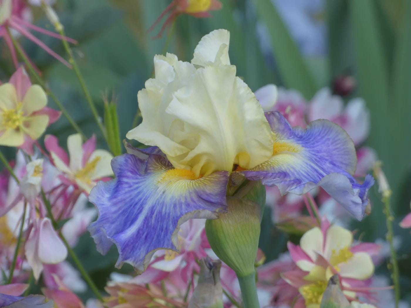 Iris 'sunny Glitter' | Bearded Iris - 1 Bareroot Rhizome - Etsy