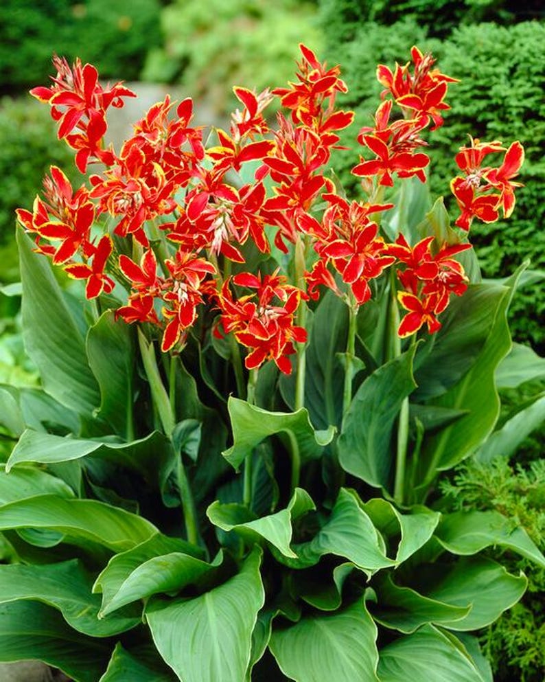 Canna 'lucifer' | Dwarf Canna Lily - Etsy
