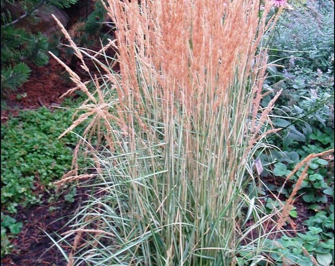 Calamagrostis ‘avalanche’ | White Variegated Feather Reed Grass | Large ...