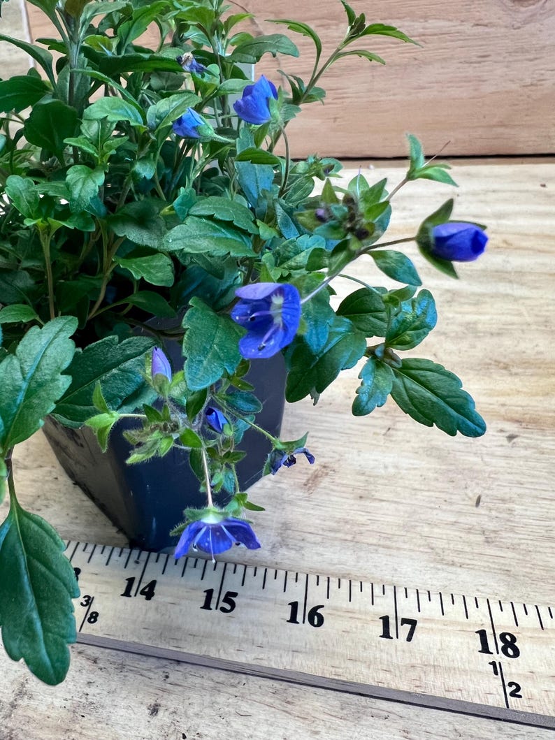 Veronica 'georgia Blue' | Blue Speedwell | Semi-evergreen Groundcover ...