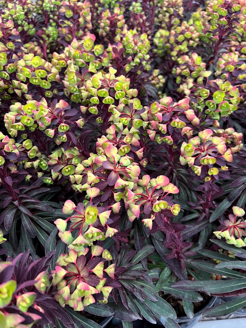 Euphorbia Miner's Merlot, Deep Purple Red Spurge, Evergreen Perennial ...