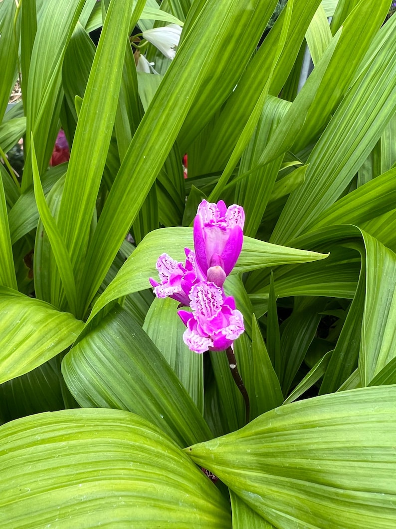Bletilla Striata 'tri-lips' | Chinese Ground Orchid, Rare Hardy Shade ...