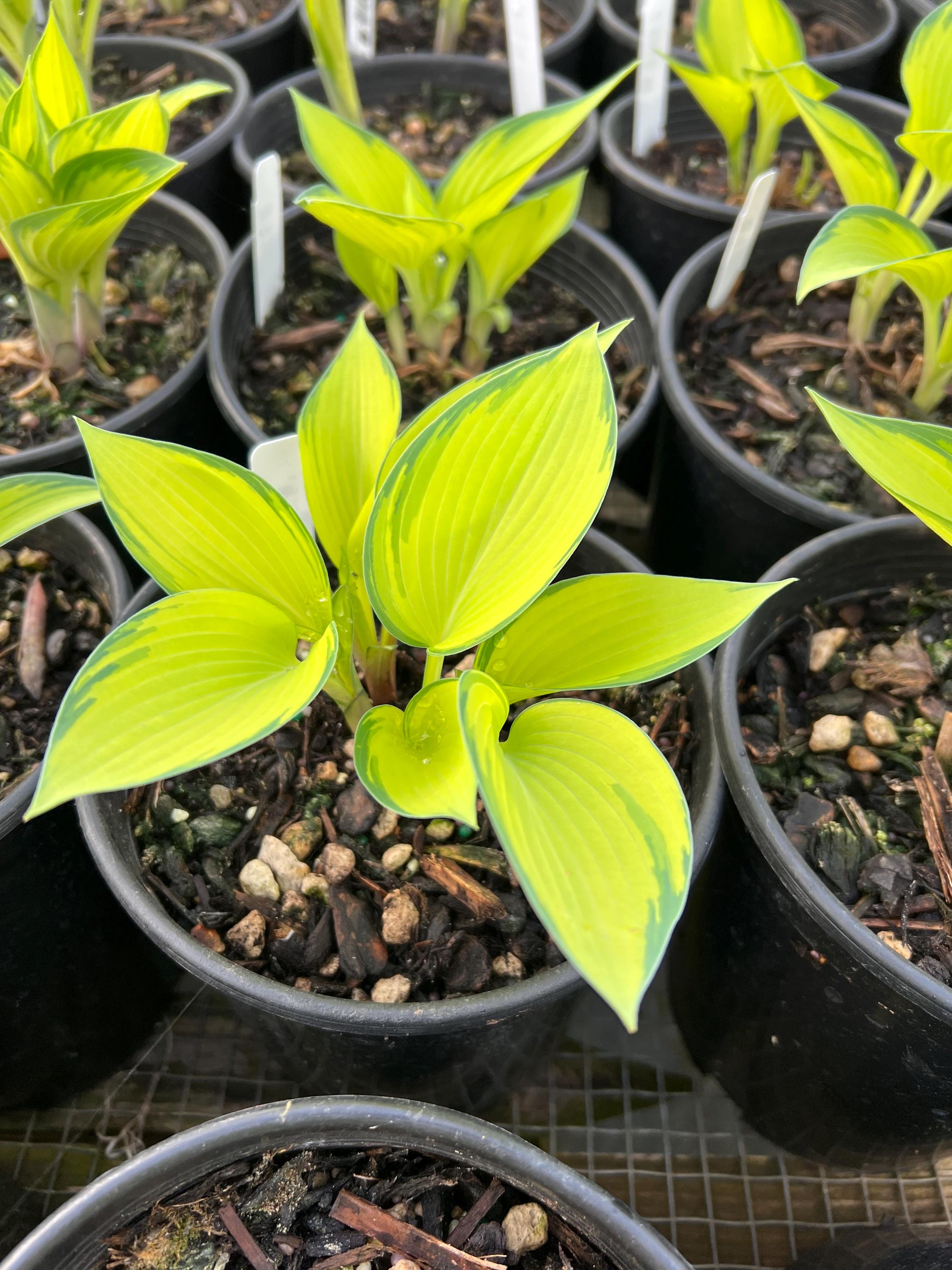 Hosta 'june' | Medium Variegated Plantain Lily - Etsy