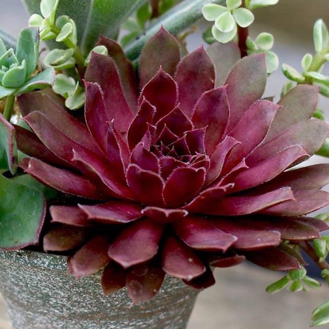 Sempervivum 'royal Ruby' | Ruby Red Hens and Chicks | Evergreen ...