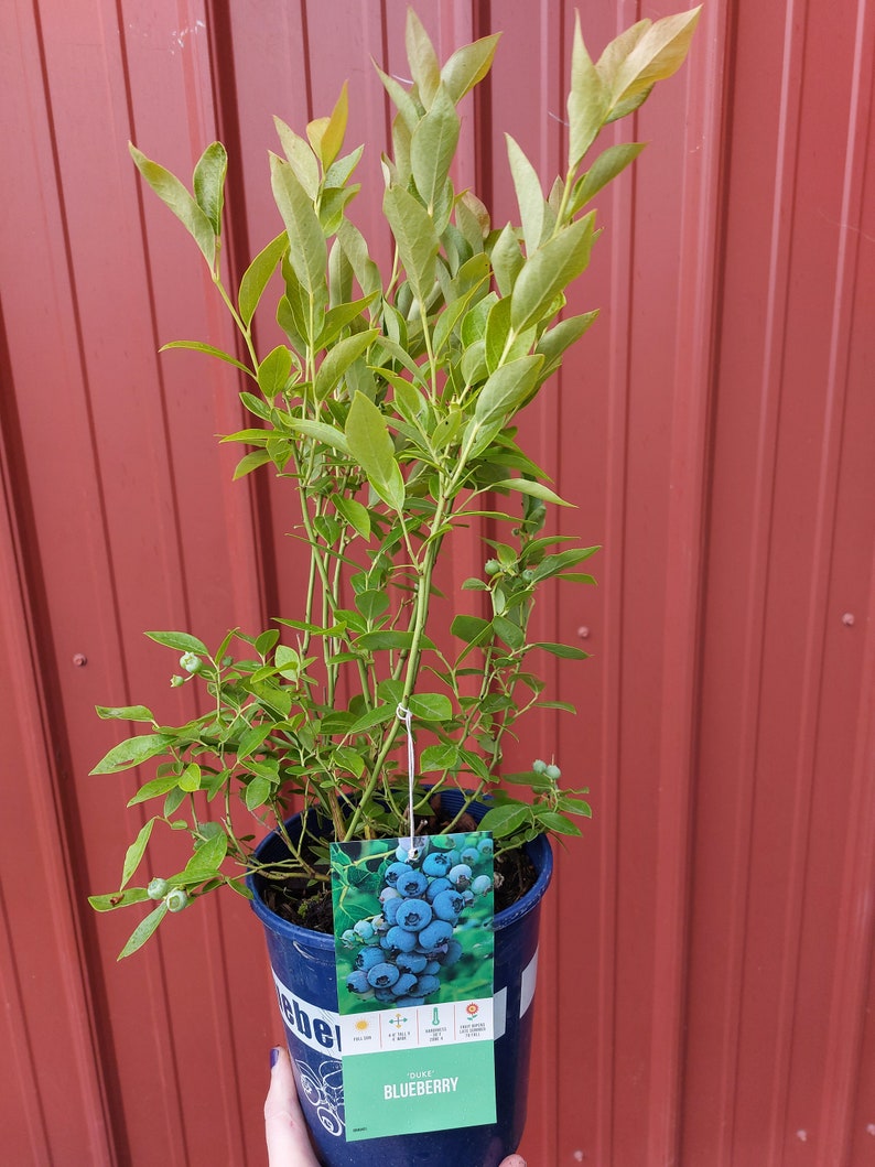 Berry Plant | Blueberry Plant Duo | High-yield, Fruiting Shrub (2 Live ...