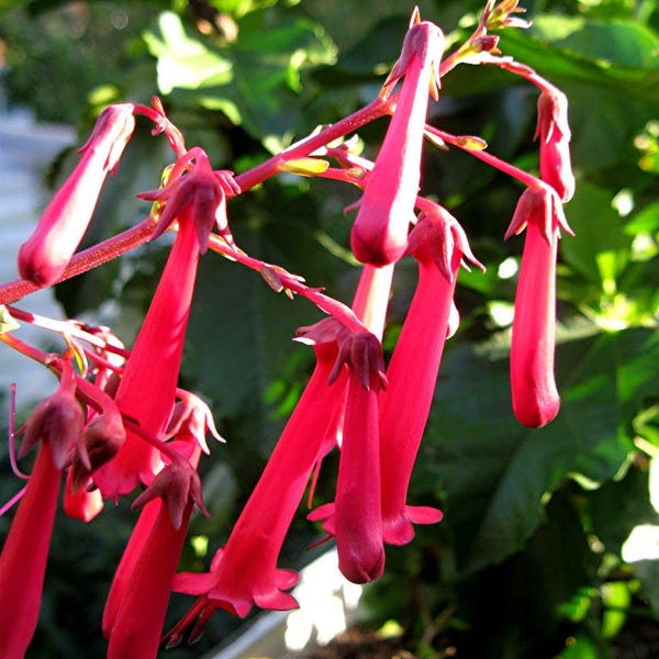 Fuchsia - Etsy