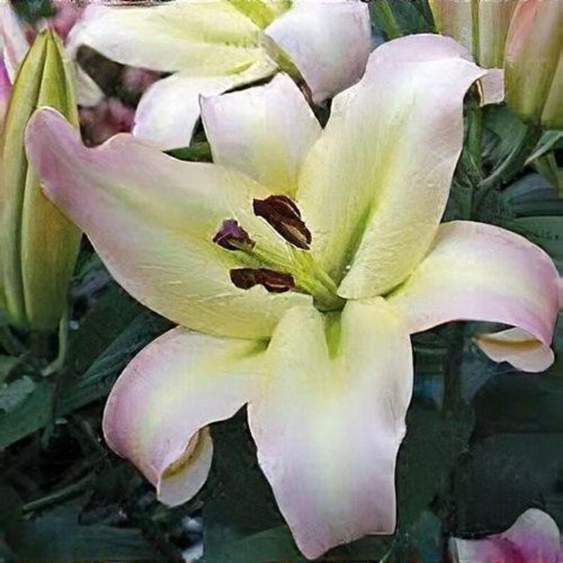 Lilium OT 'pretty Woman' | Giant Orienpet Lily, Late Season Bloomer - Etsy