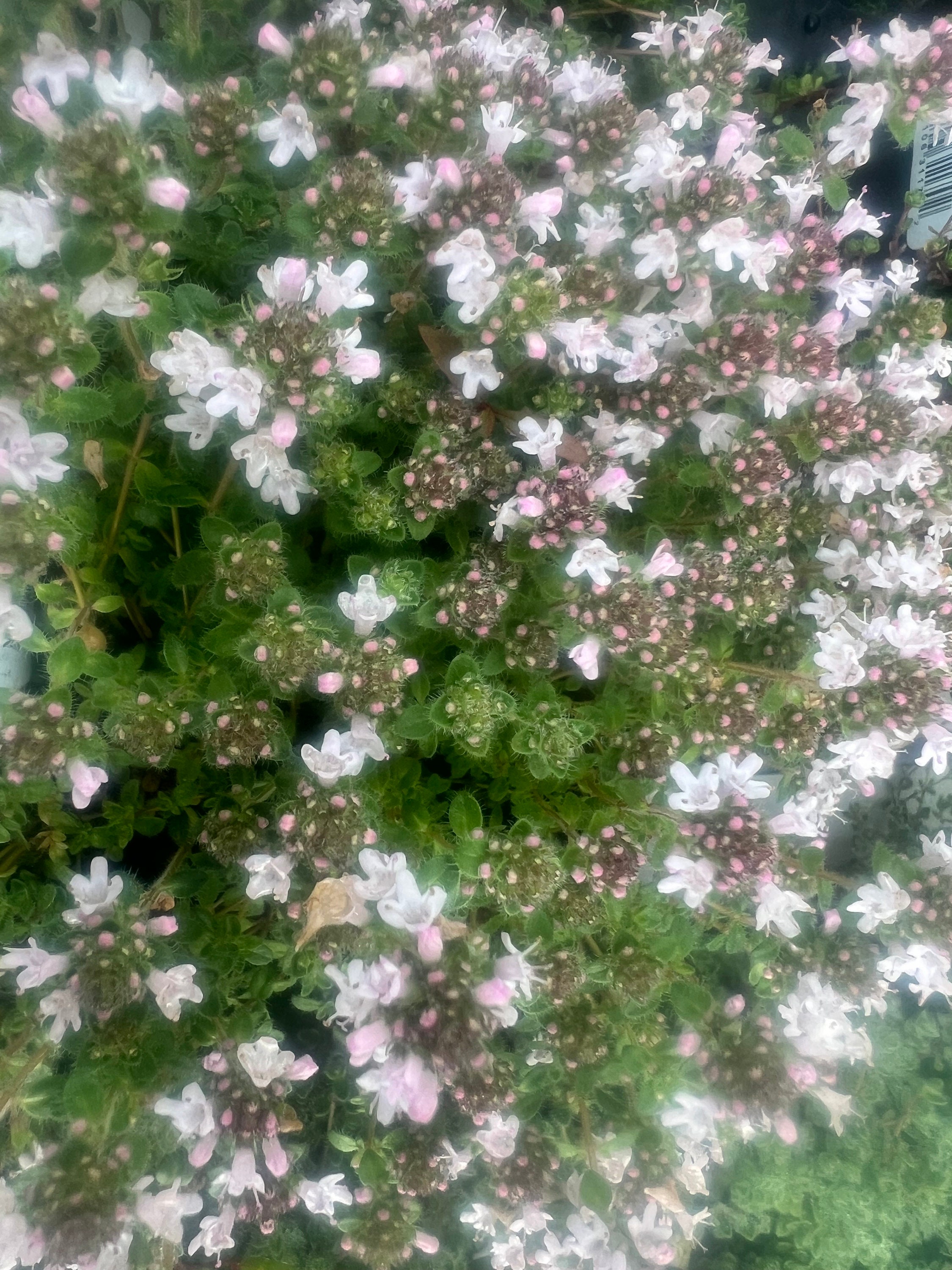 Thymus Serpyllum ‘pink Chintz’ | Pink Creeping Thyme, Aromatic ...