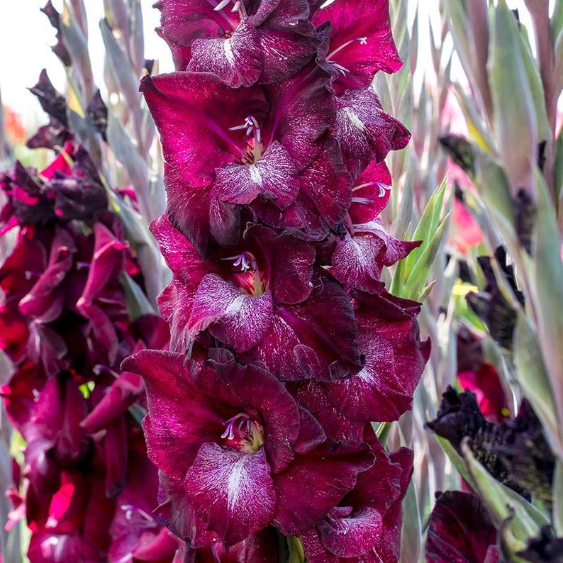 Gladiolus 'shaka Zulu' | Dark Sword Lily, Tall Cut Flowers - Spring ...
