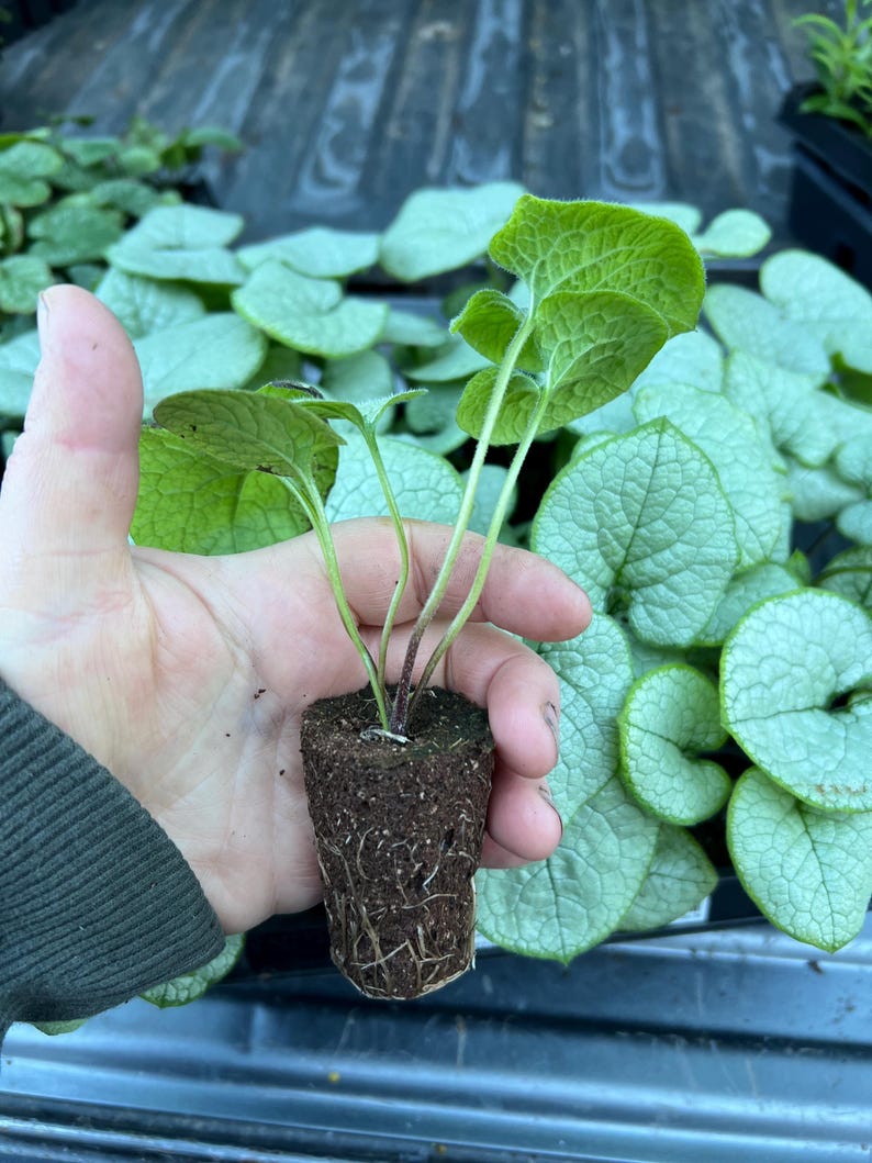 Brunnera Macrophylla 'alexandria' | Giant Siberian Bugloss, Shade ...