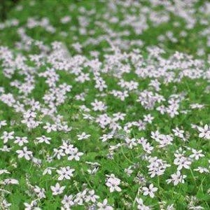 Pratia Pedunculata 'alba' | Laurentia, White Star Creeper Groundcover ...
