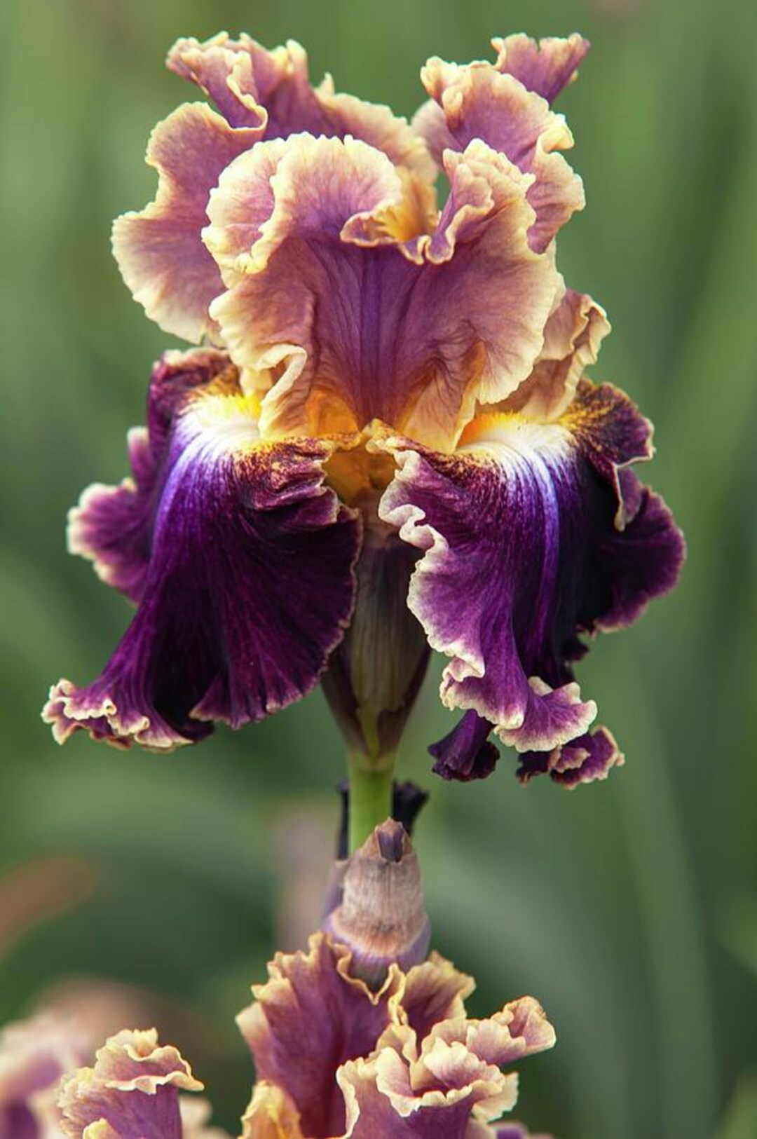 Iris Montmartre, Bicolor Yellow and Burgundy Bearded Iris 1 Bareroot ...