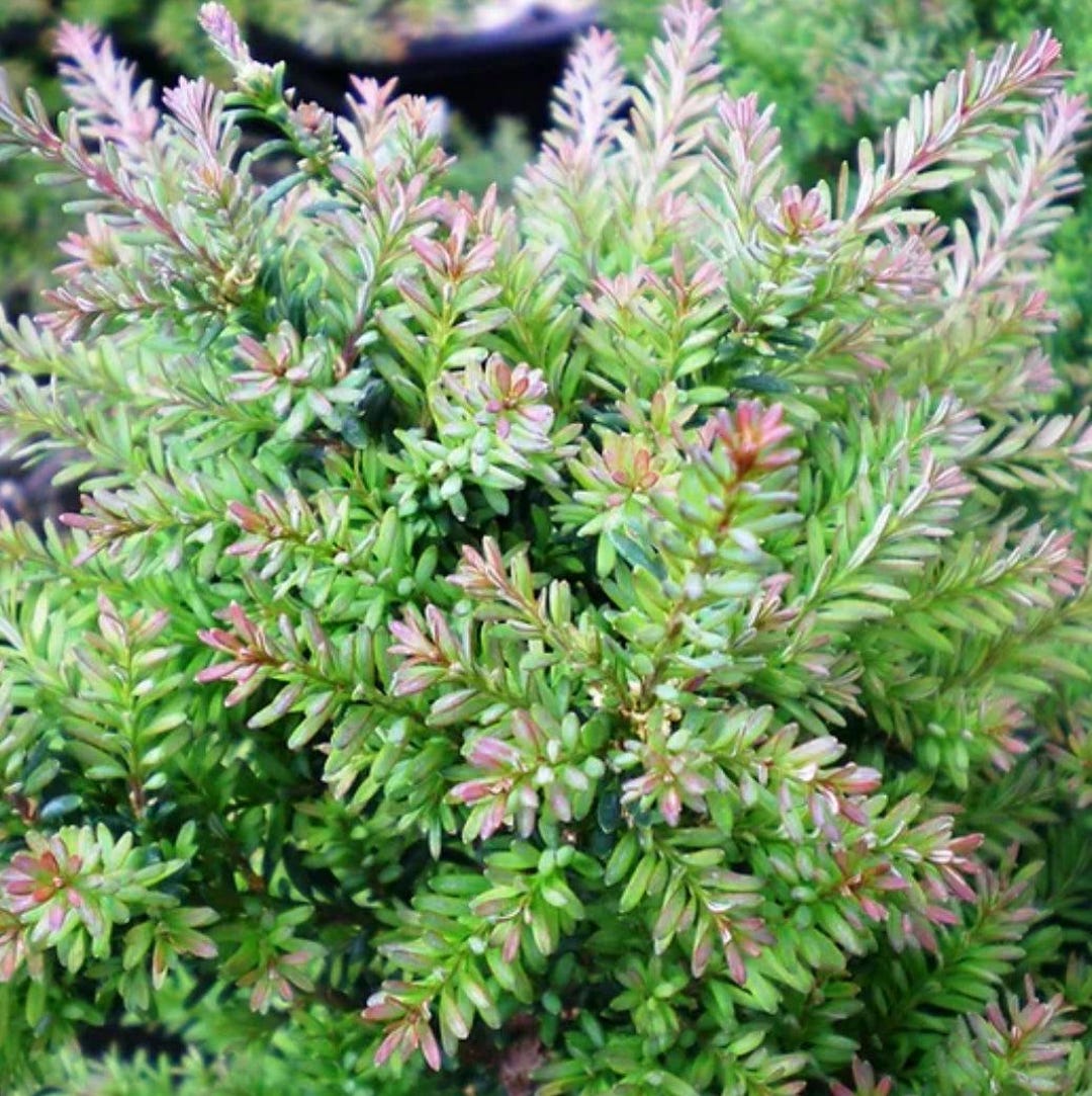Podocarpus Red Tips, Mountain Yew Pine, Evergreen Conifer 1 Gallon ...