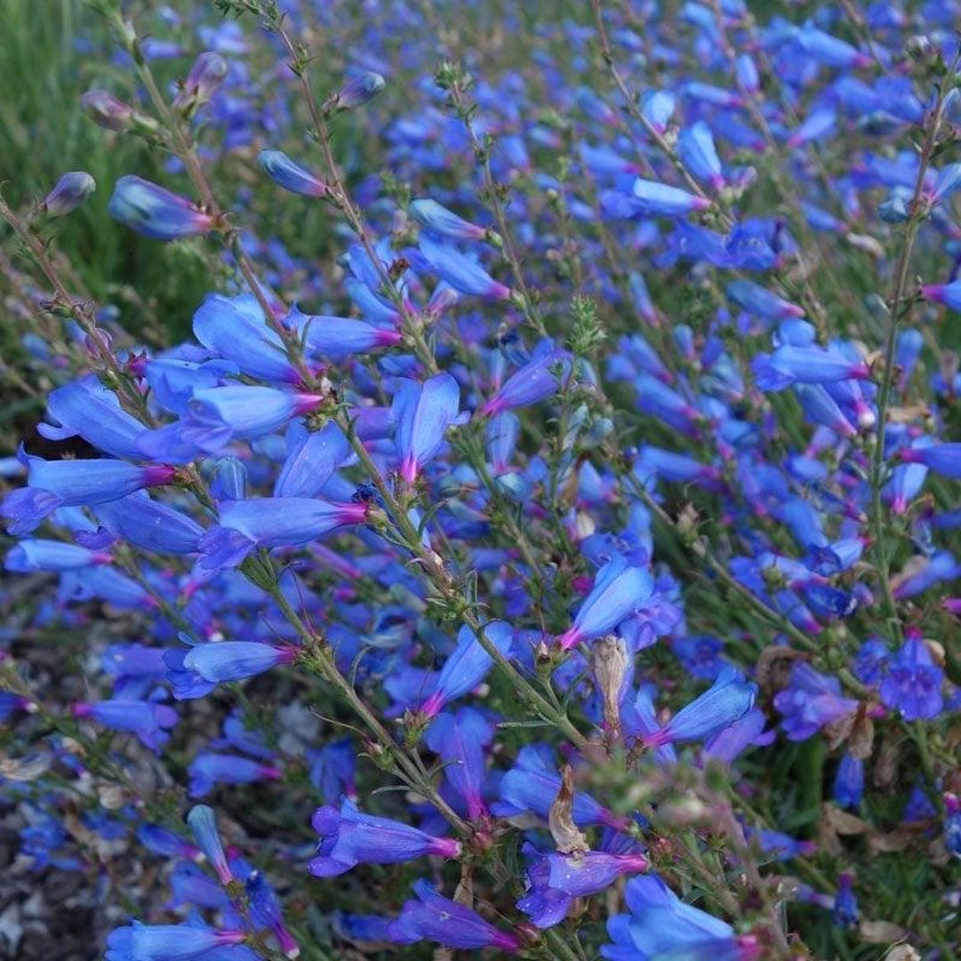 Penstemon Heterophyllus ‘electric Blue’, Blue Beardtongue, Semi ...