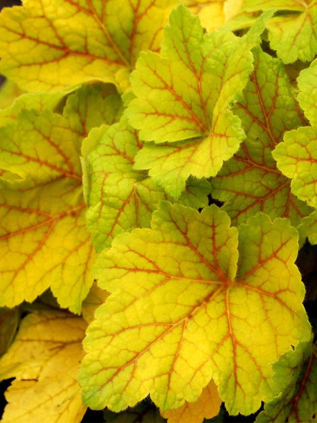 Heuchera Electra PP21856, Yellow With Red Veins Coral Bells 4.5 Pot ...
