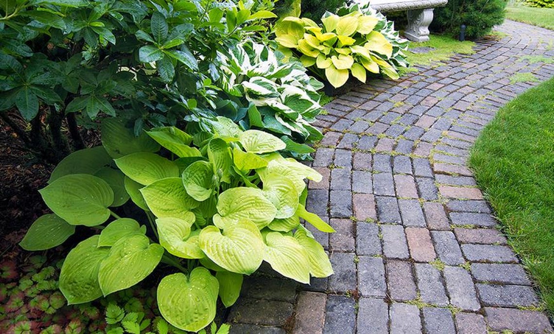 Hosta - 5-10 Different Hosta Varieties | Grower's Choice Selection ...