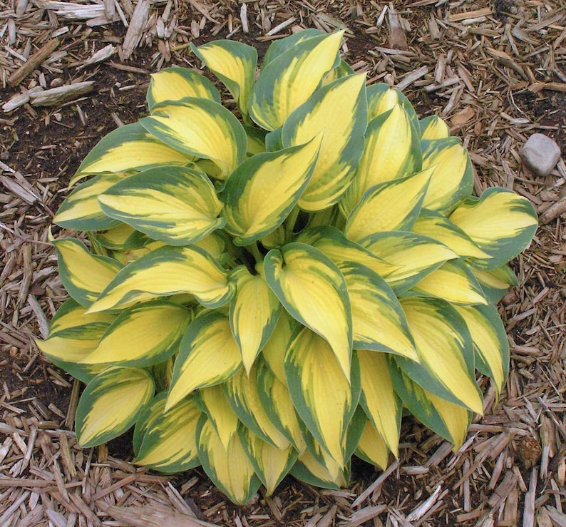 Hosta 'remember Me' | Medium Small Variegated Plantain Lily - Etsy