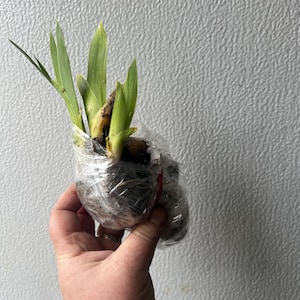 PRE-ORDER Fall Bulbs - Iris 'beverly Sills' | Light Pink Bearded Iris ...