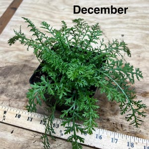 Achillea Millefolium 'summer Pastels' | Pastel Flowering Yarrow ...
