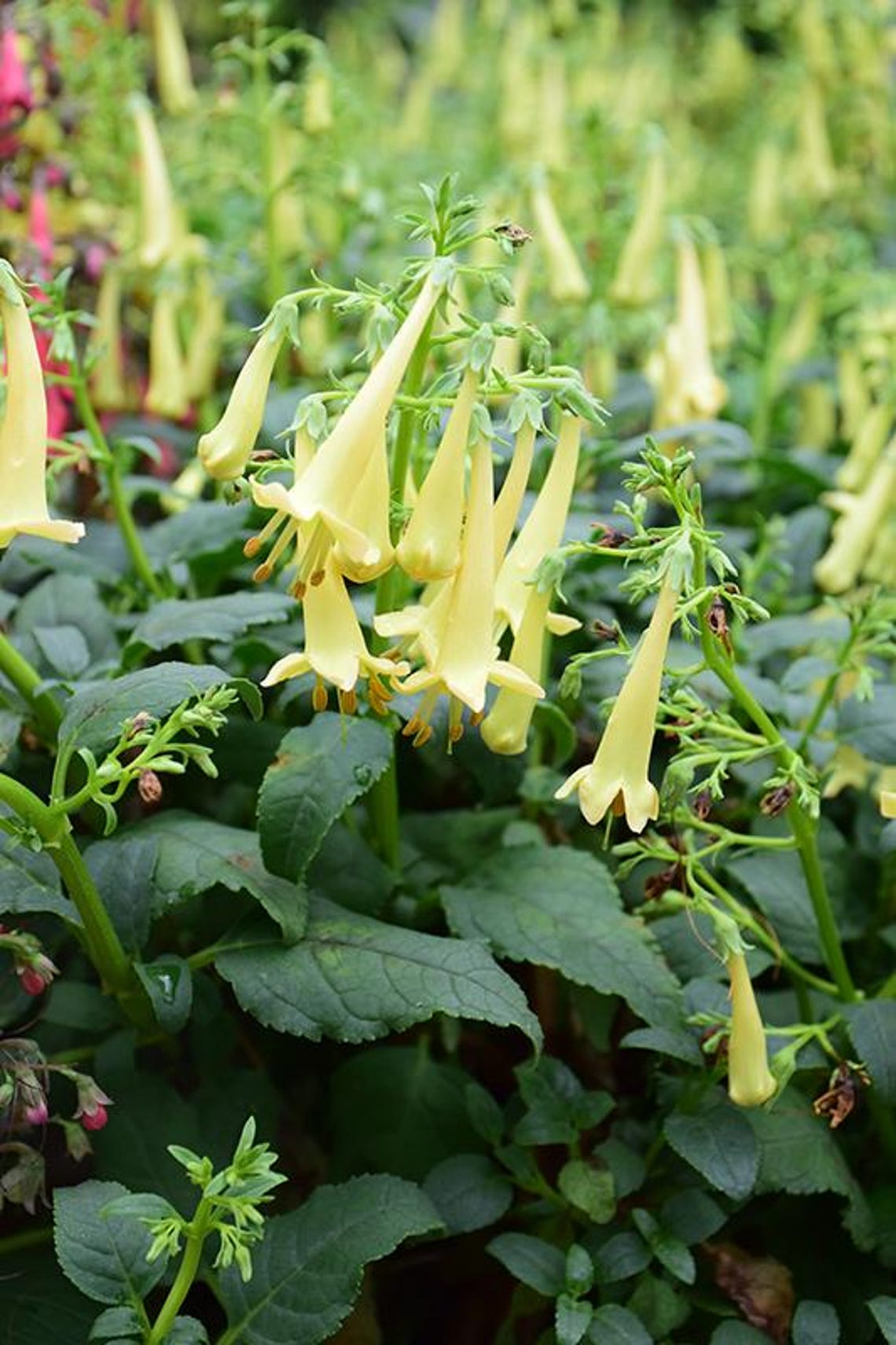 Phygelius Colorburst 'yellow' | Cape Fuchsia | USDA Zones 7-10 | Semi ...