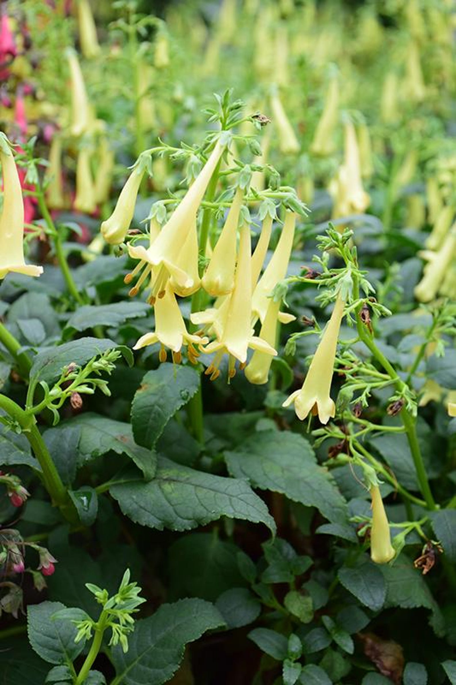 Phygelius Colorburst 'yellow' | Cape Fuchsia | USDA Zones 7-10 | Semi ...