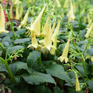 Phygelius 'colorburst Yellow', Yellow Cape Fuchsia - Etsy