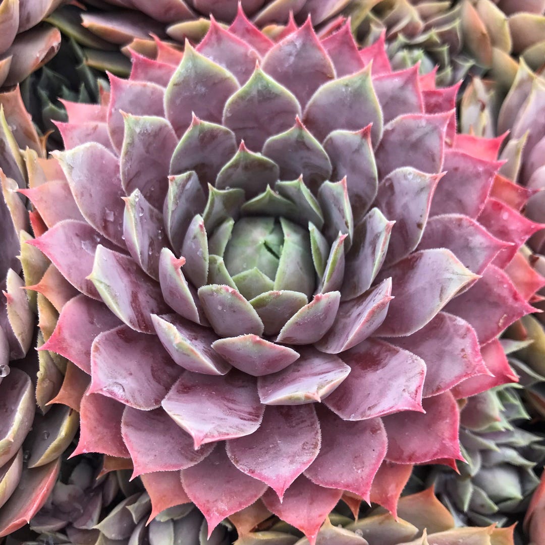 Sempervivum 'lilac Time' | Color Changing Hens and Chicks Succulent - Etsy
