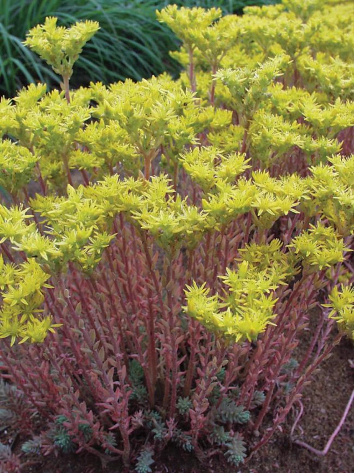 Sedum Reflexum 'blue Spruce' | Blue Stonecrop Succulent, Evergreen - Etsy