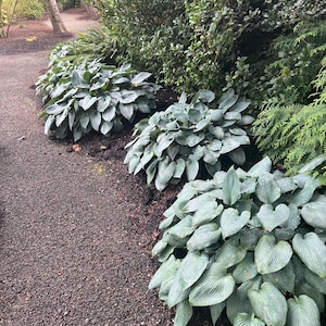Hosta 'hadspen Blue' | Medium Blue Hosta | Flowering Shade Perennial ...