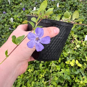 Vinca Minor | Common Periwinkle | Evergreen Groundcover | Available in ...