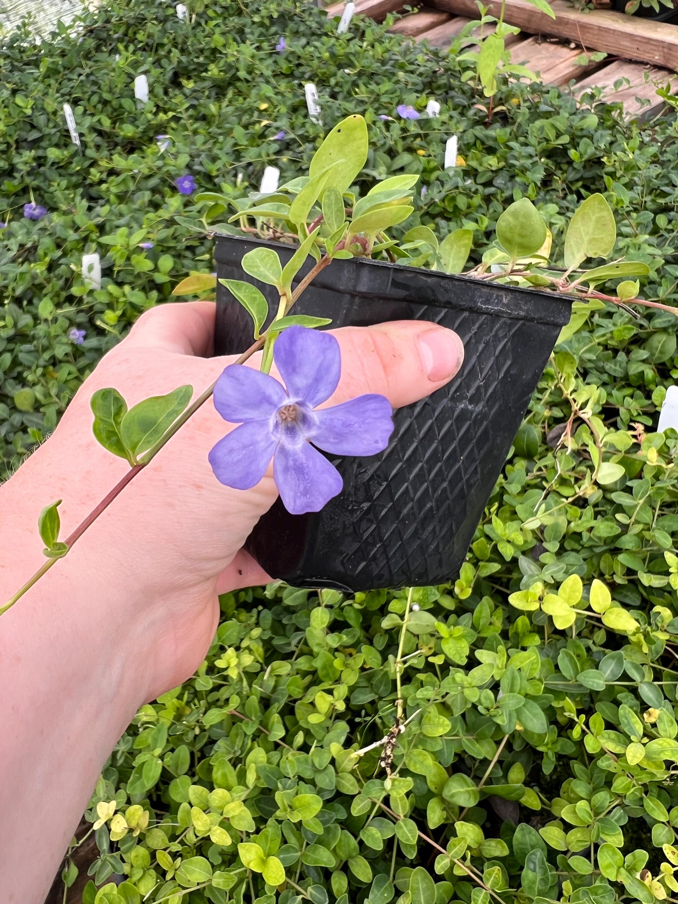 Vinca Minor 'bowles Blue' | Common Periwinkle, Evergreen Groundcover - Etsy