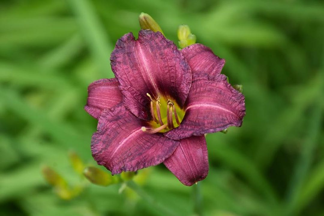 Hemerocallis 'raspberry Pixie' | Rosy Pink Daylily | Dwarf Re-blooming ...