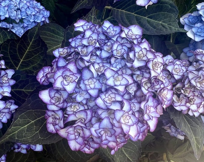 Hydrangea Macrophylla 'miss Saori' | Double Mophead Hydrangea | Compact ...