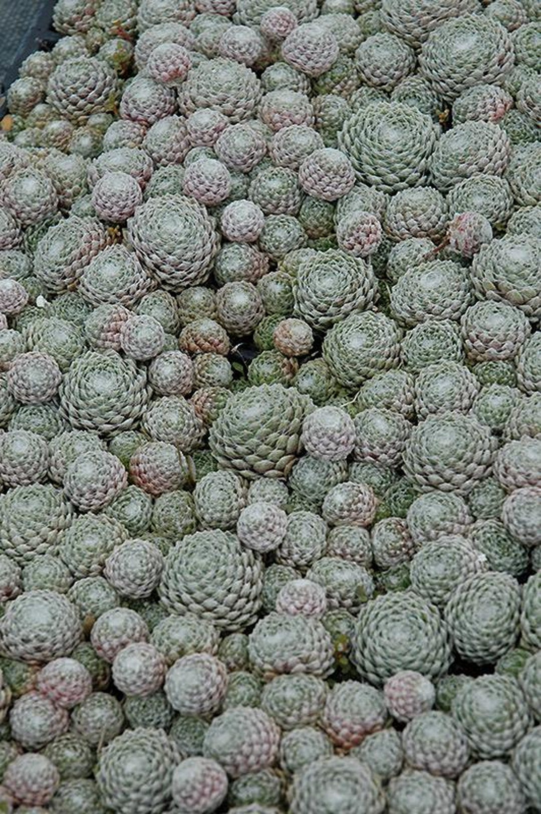 Sempervivum 'forest Frost' | Fuzzy Hens and Chicks Succulent - Etsy