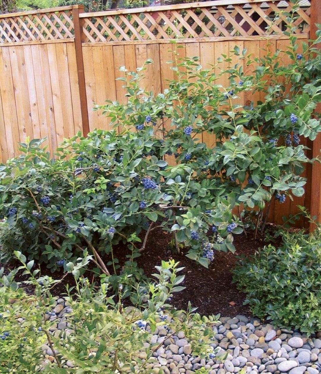 Berry Plant | Blueberry Toro Variety | Deciduous Fruiting Shrub ...