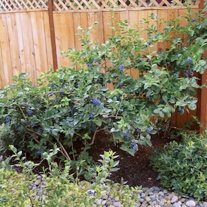 Berry Plant | Blueberry Toro Variety | Deciduous Fruiting Shrub ...