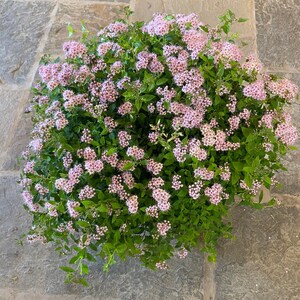 Spiraea Japonica ‘little Princess’ | Dwarf Japanese Spirea, Soft Pink ...