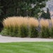 Karl Forester Reed Grass, Calamagrostis 6 Pot 1 Gallon, Fully Rooted ...